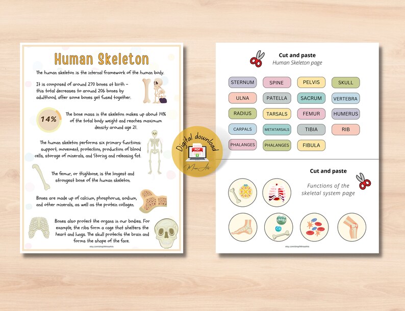 Human Skeleton Anatomy Activity: Types of Bones & Joints (PDF) - Etsy