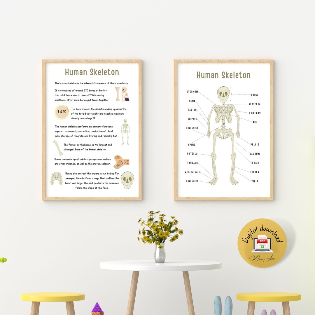Human Skeleton Poster: an Exciting Journey Into the Human Skeleton for ...