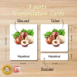 Nuts Flashcards for Kids Real Picture Nomenclature PRINTABLE Text ...