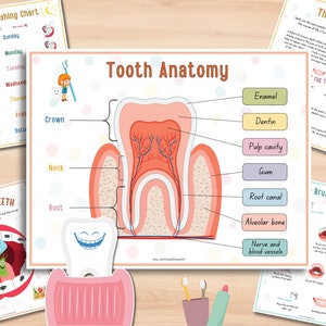 Fun Learning Bundle Explore Human Brain Tooth Anatomy Digestive System ...