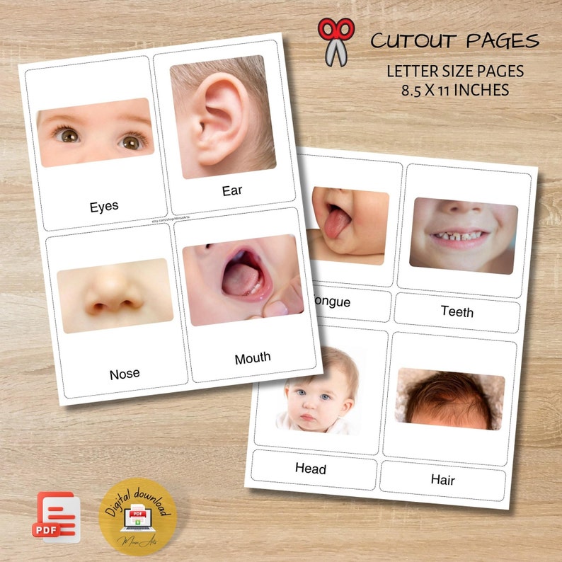Body Parts Flashcards Real Picture Nomenclature PRINTABLE Text Editable ...