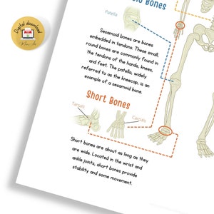 Discover Your Bones Explore Bone Types and Joints for Kids PRINTABLE ...