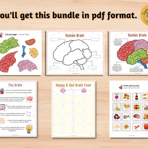 Explore the Human Brain Anatomy A PRINTABLE Activity Pack for Kids ...