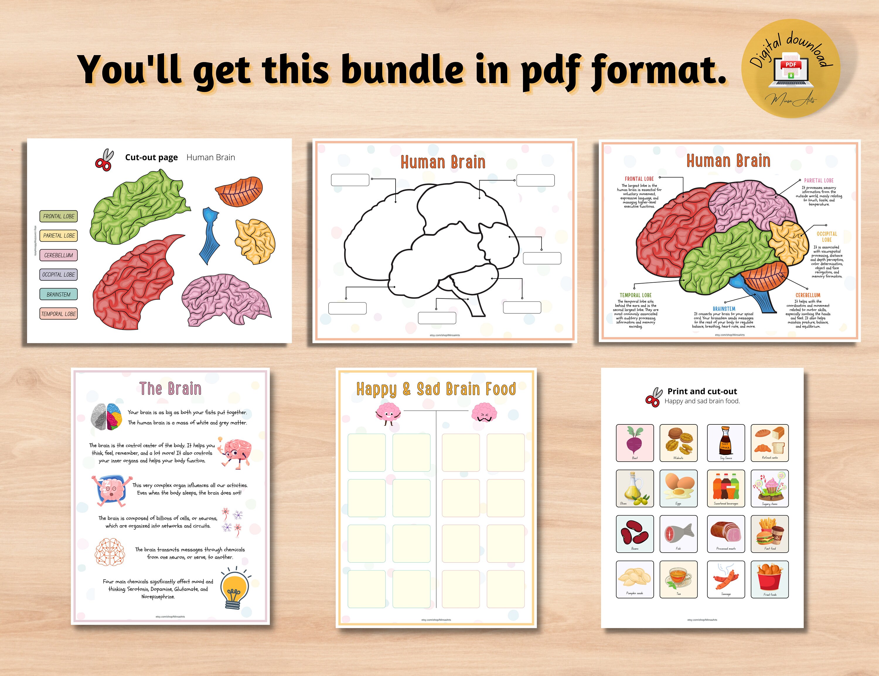 Explore the Human Brain Anatomy A PRINTABLE Activity Pack for Kids ...