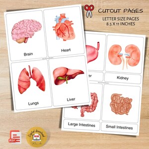 Discover the Human Body Organ Watercolor Flashcards Nomenclature ...
