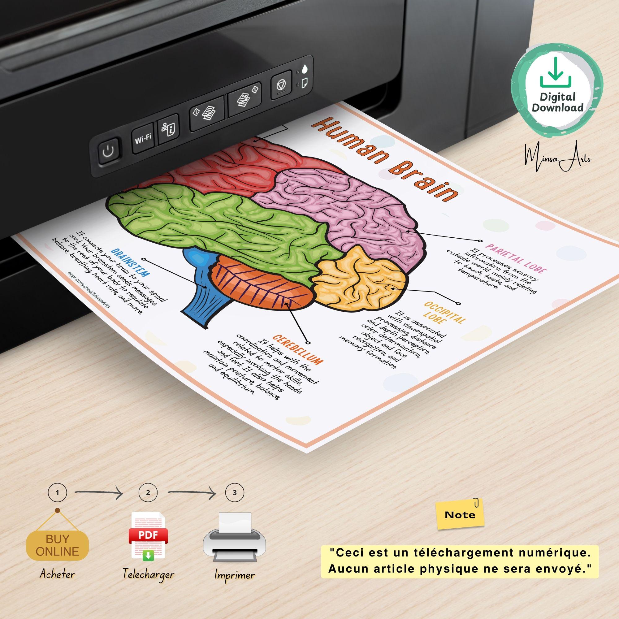 Human Brain Anatomy Activity Pack: Homeschool Printable (PDF Download ...