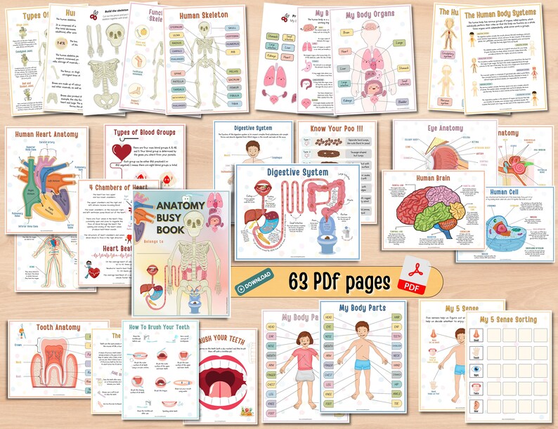 Human Anatomy Busy Book PRINTABLE Human Body Worksheets - Etsy
