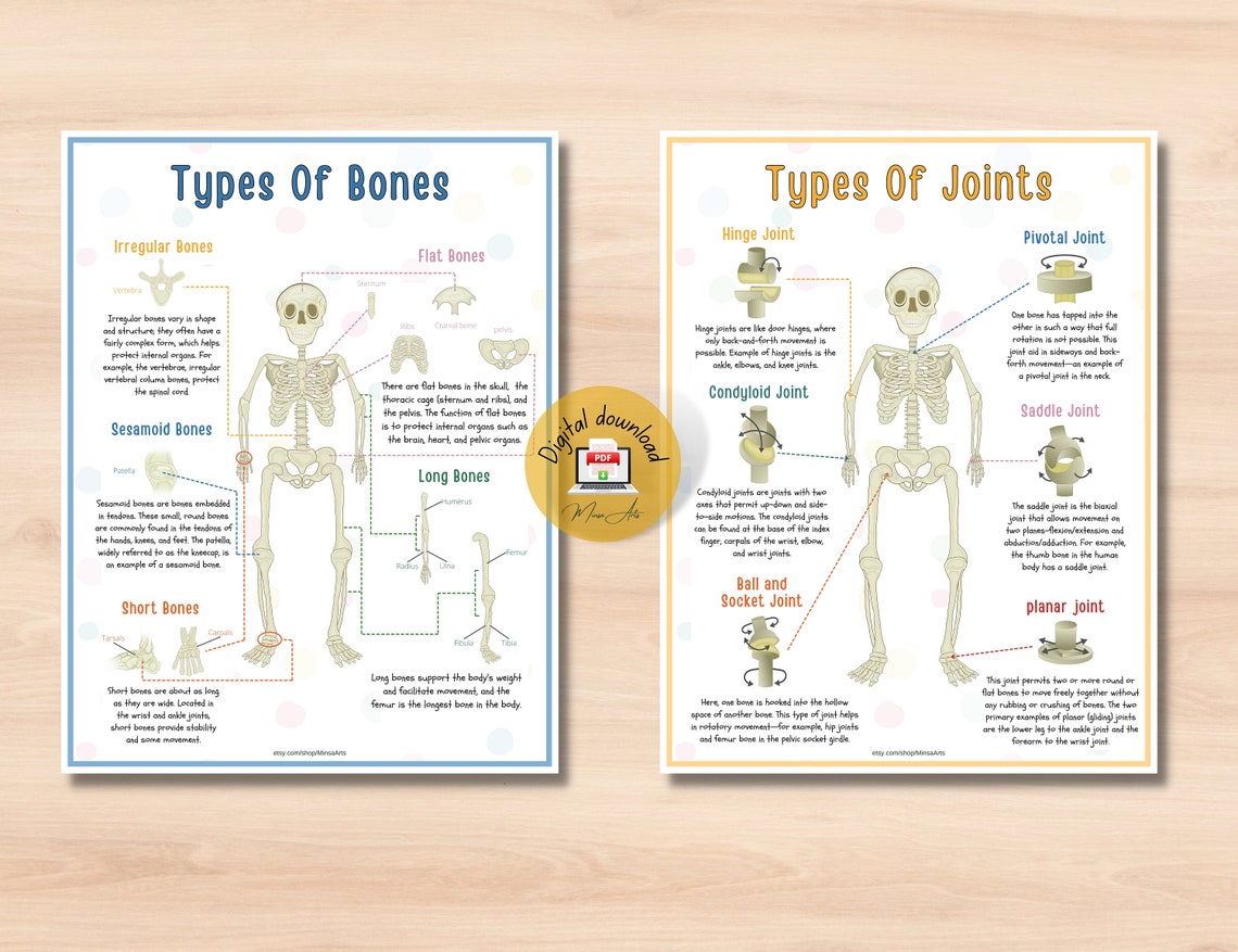 Human Skeleton Anatomy Activity: Types of Bones & Joints (PDF) - Etsy