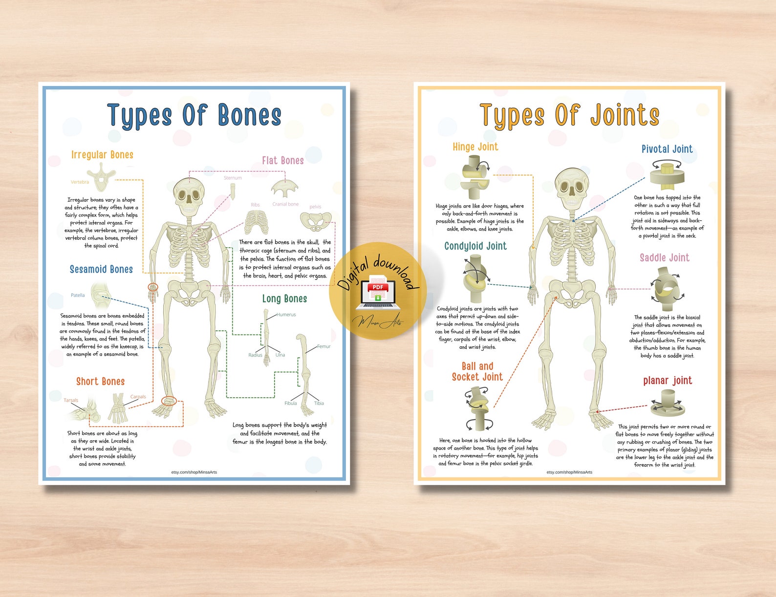 Human Skeleton Anatomy Activity: Types of Bones & Joints (PDF) - Etsy