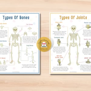 Human Skeleton Anatomy Activity: Types of Bones & Joints (PDF) - Etsy