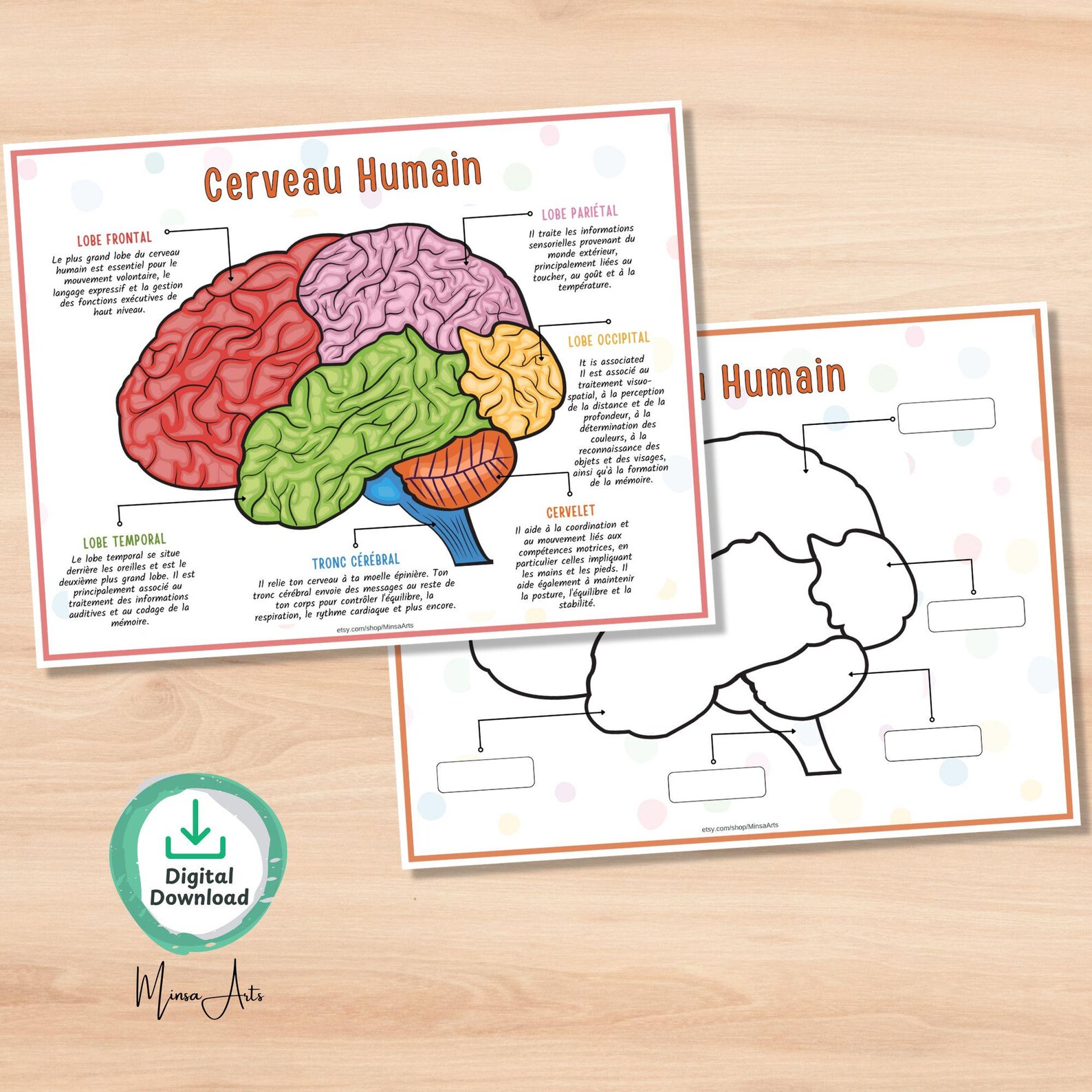 Human Brain Anatomy Activity Pack: Homeschool Printable (PDF Download ...