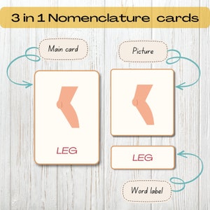 Body Pasts Nomenclature Cards Flashcards, Montessori Cards, Toddler ...