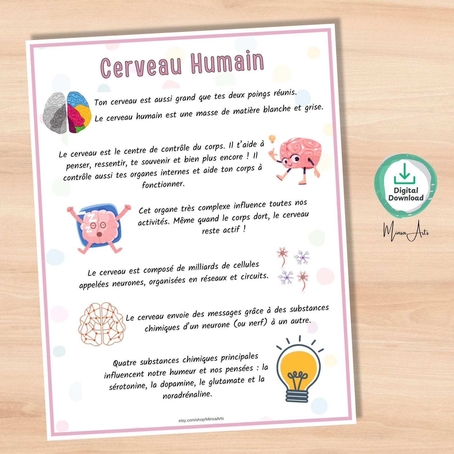 Human Brain Anatomy Activity Pack: Homeschool Printable (PDF Download ...