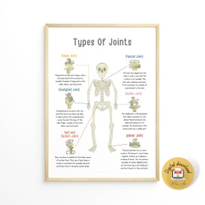 Discover Your Bones Explore Bone Types and Joints for Kids PRINTABLE ...