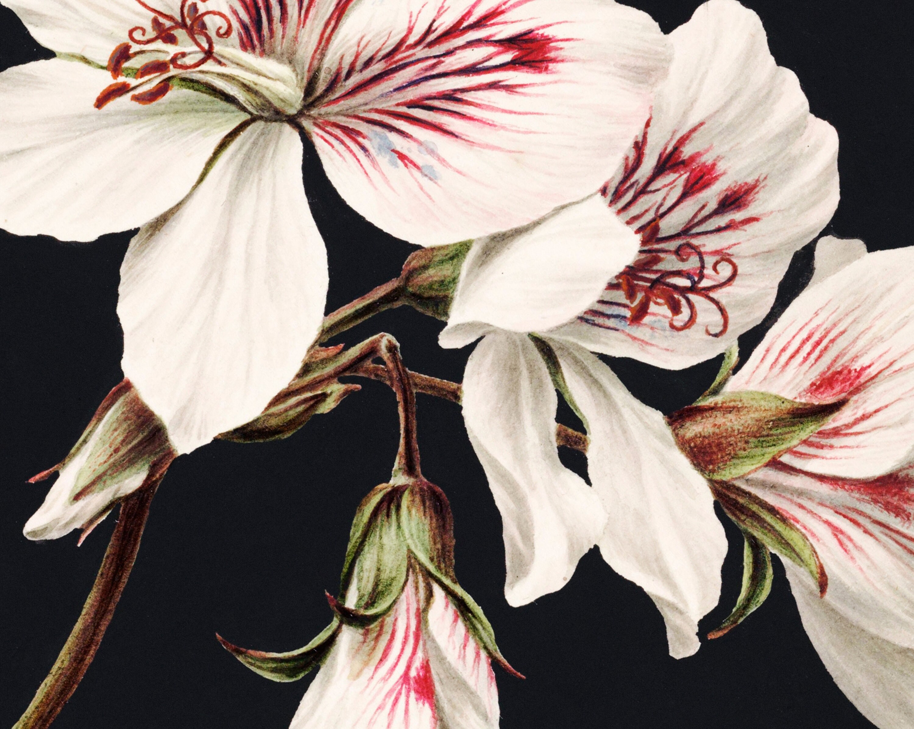 Frame TV Art | Vintage Azaleas Still Life Painting | Modern Minimal ...