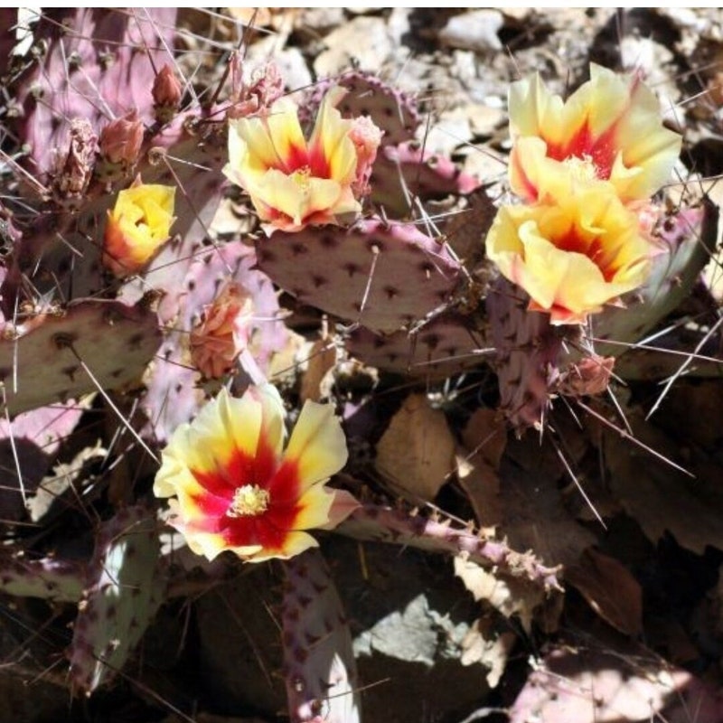 Purple Cactus - Etsy