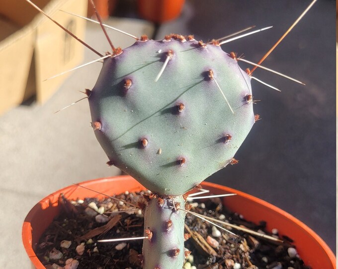 Pads Opuntia Santa Rita 'baby' set of 3 Rare Unique Miniature Purple ...