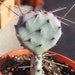Santa Rita, Baby Rita, Rare Purple Dwarf Cactus, Opuntia Basilaris ...