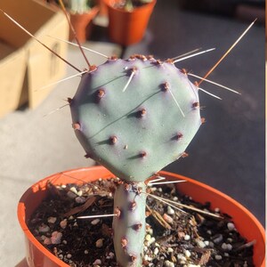 Santa Rita, Baby Rita, Rare Purple Dwarf Cactus, Opuntia Basilaris ...