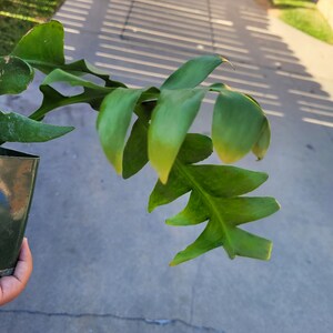Super Rare Rooted Epiphyllum Shark Fin - Etsy