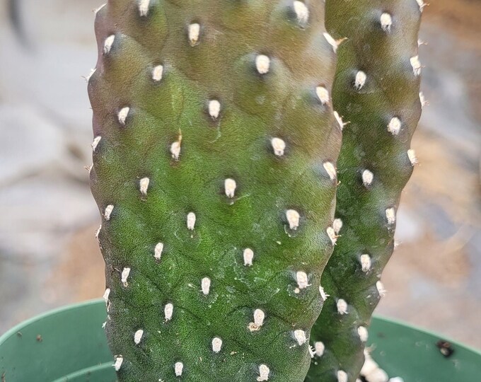 Opuntia Consolea Falcata Cactus Plant - Etsy