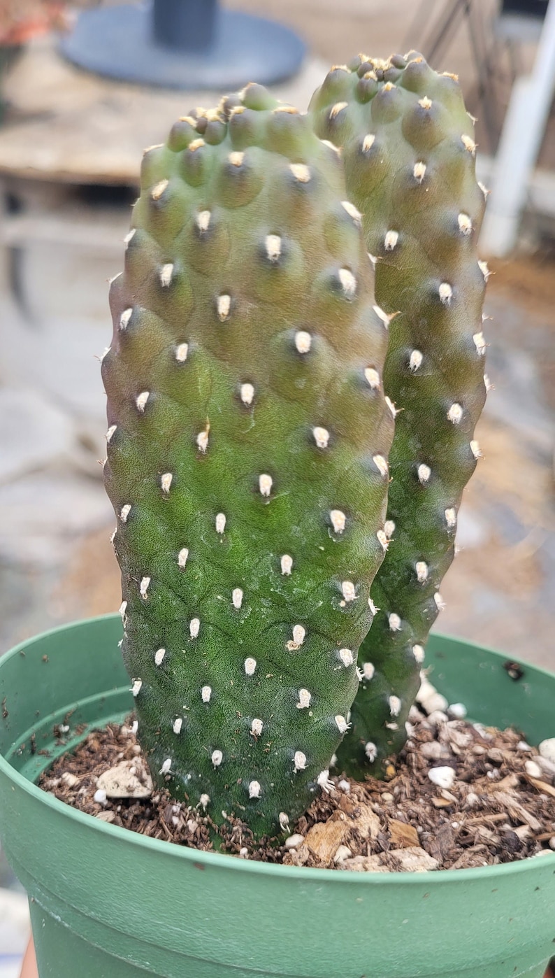 Opuntia Consolea Falcata Cactus Plant - Etsy