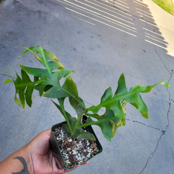 Shark Planting Pot - Etsy