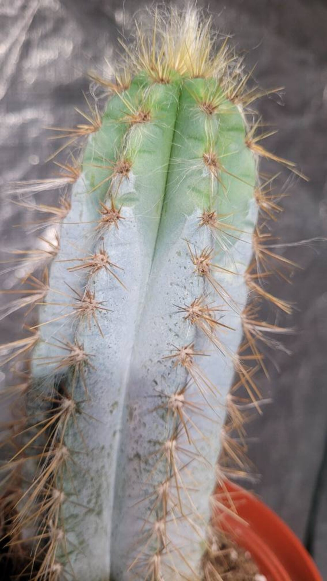 Blue Torch Cactus Pilosocereus Azureus Brazilian Blue - Etsy