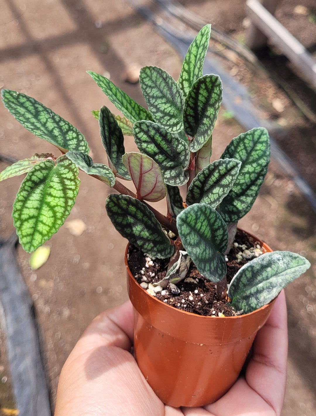 Pellionia Pulchra Watermelon Plant | Polynesian Ivy | Watermelon ...