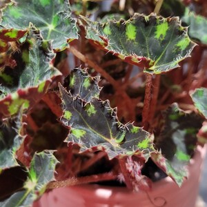 Rhizomatous Begonia 'tiger Kitten' 4 - Etsy