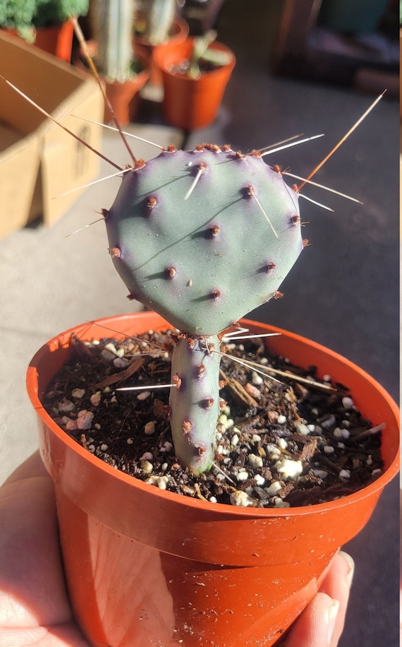 Santa Rita Baby Rita Rare Purple Dwarf Cactus Opuntia - Etsy