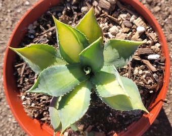 Agave Isthmensis rum Runner Yellow Fleshy Leaves. USDA Zone of 9b to ...