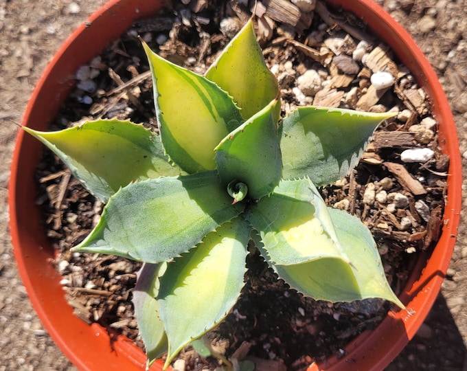 Rare Agave Isthmensis 'rum Runner' - Etsy