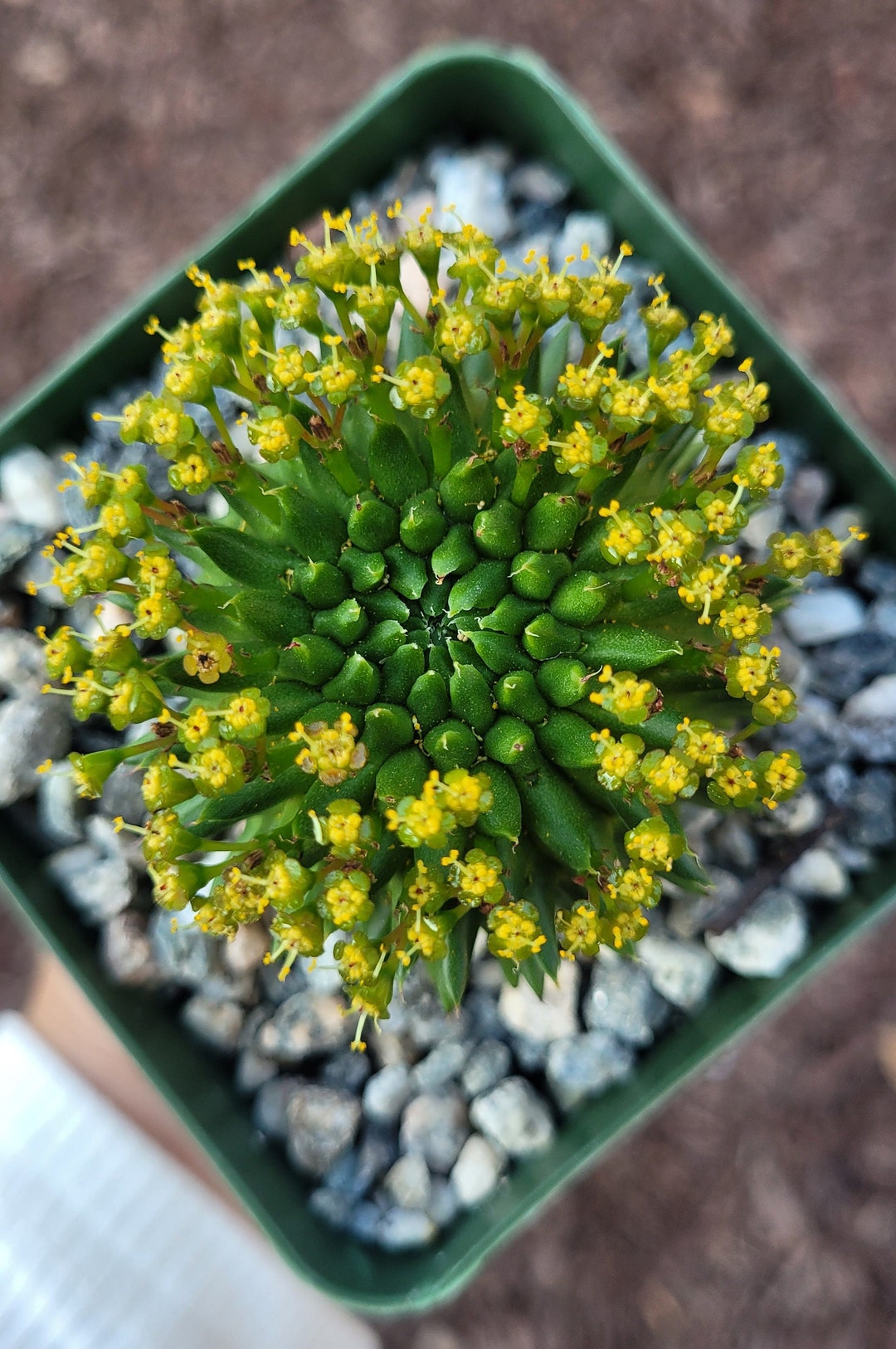 Euphorbia Susannae - Etsy