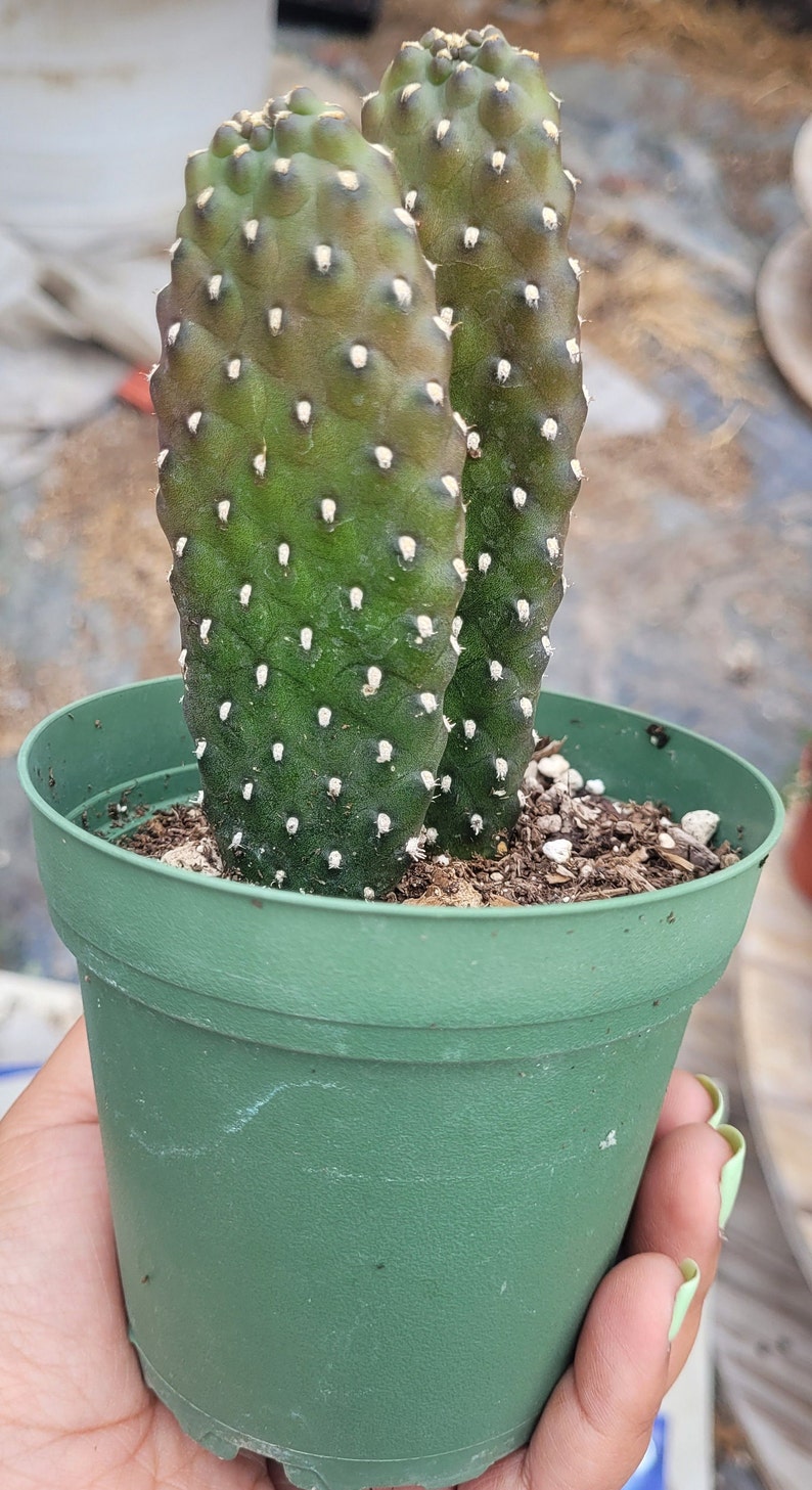 Opuntia Consolea Falcata Cactus Plant - Etsy