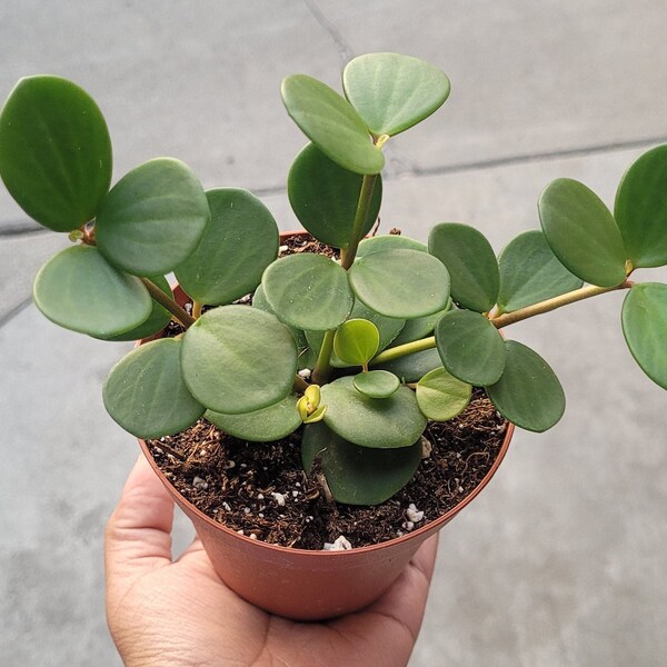 Peperomia Hope Plant - Etsy