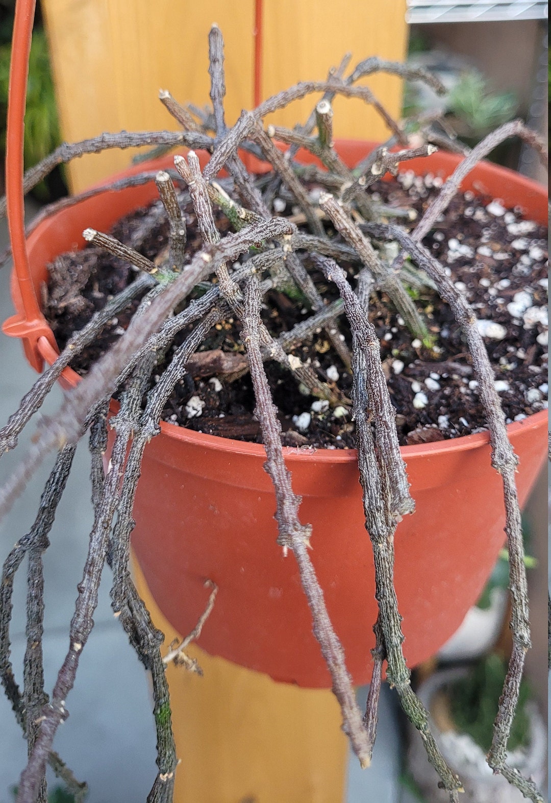 Cynanchum Marnierianum "dead Stick Plant - Etsy