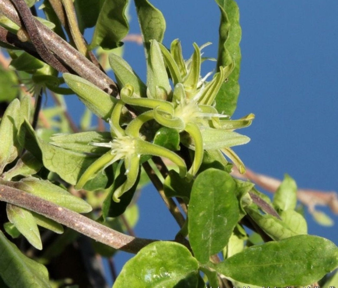 Fockea Edulis - Etsy