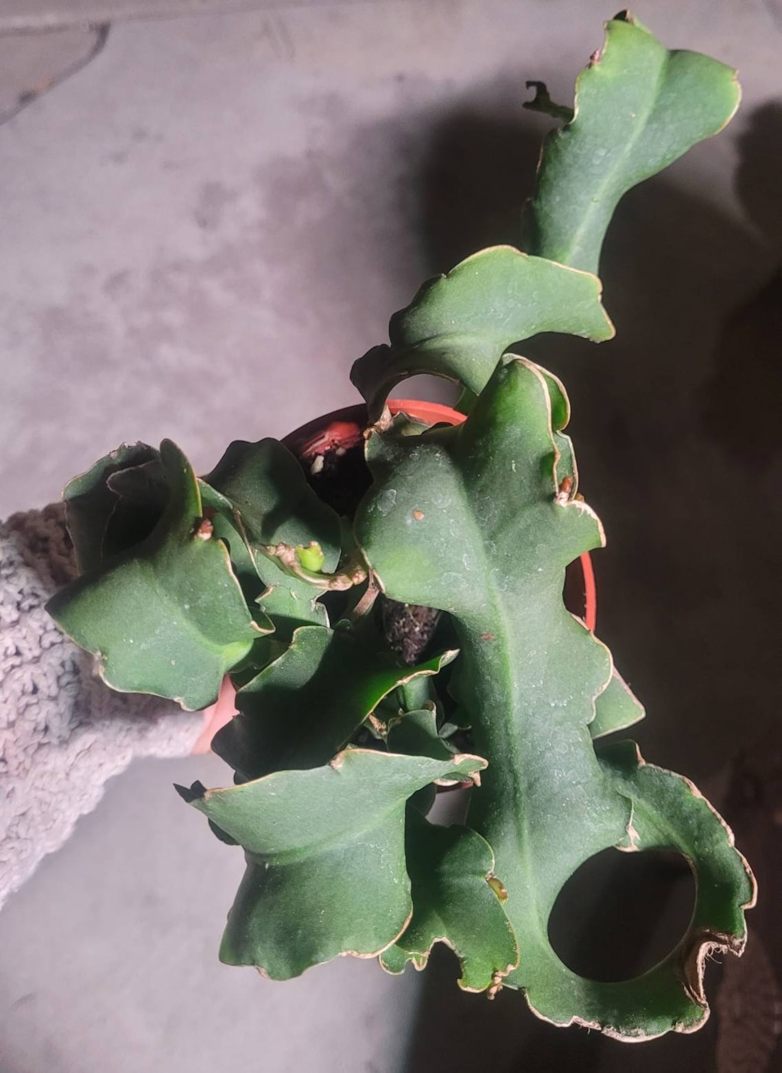 Orchid Cactus Curly Locks Epiphyllum Guatemalense Rare - Etsy