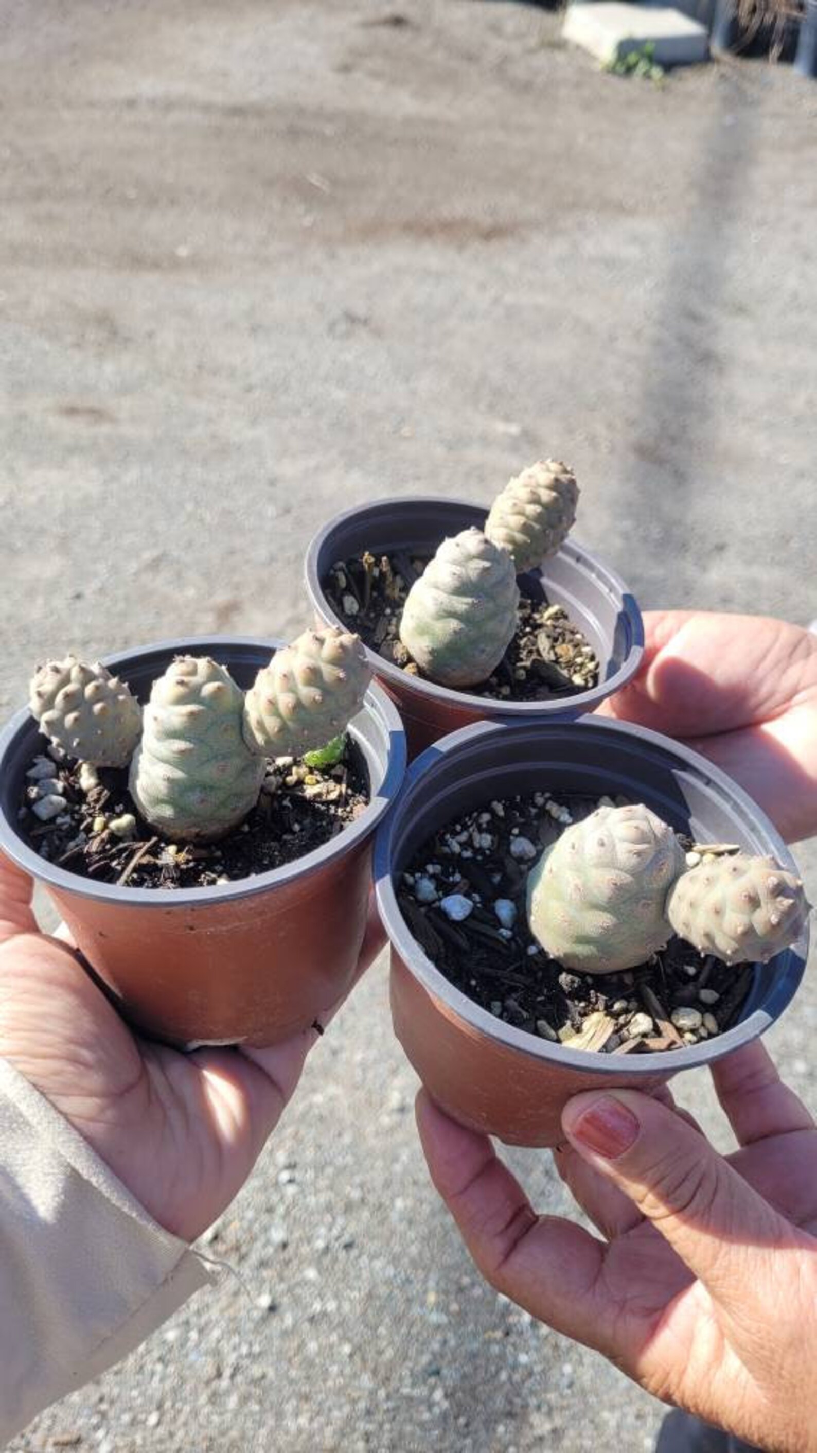 Rare Pine Cone Cactus Opuntia Articulata Inermis - Etsy