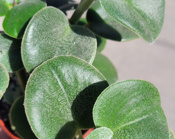 Peperomia Incana | 'pepperface Peperomia' | 'felted Peperomia' - Etsy