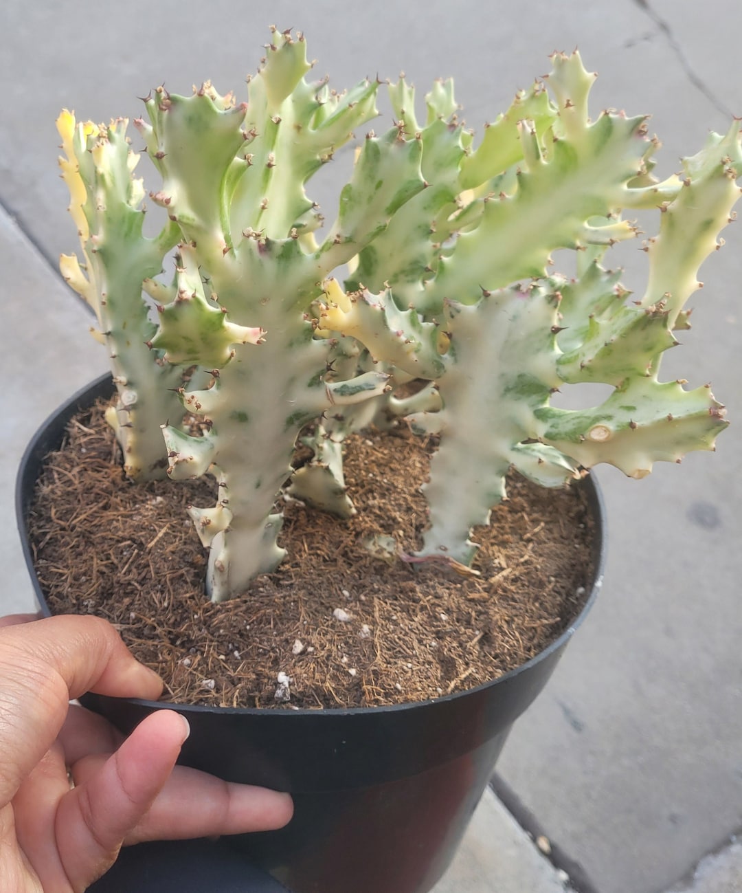 Ghost Cactus Euphorbia Lactea (dragon Bones, Candelabra) - Etsy