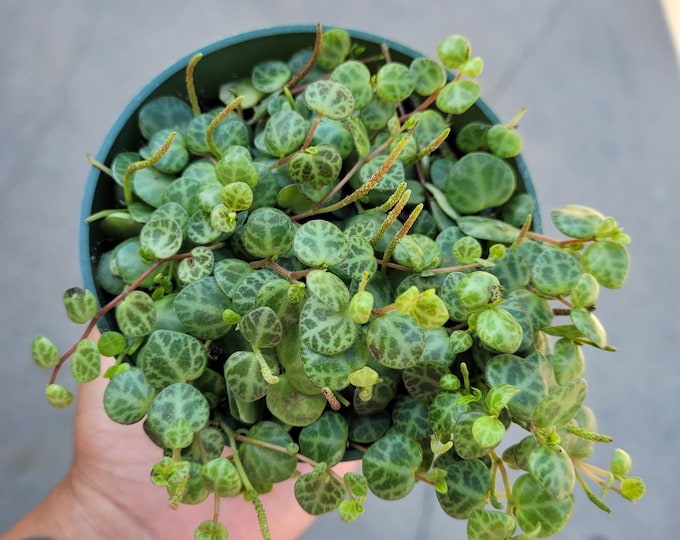 Peperomia Prostrata String of Turtles - Etsy