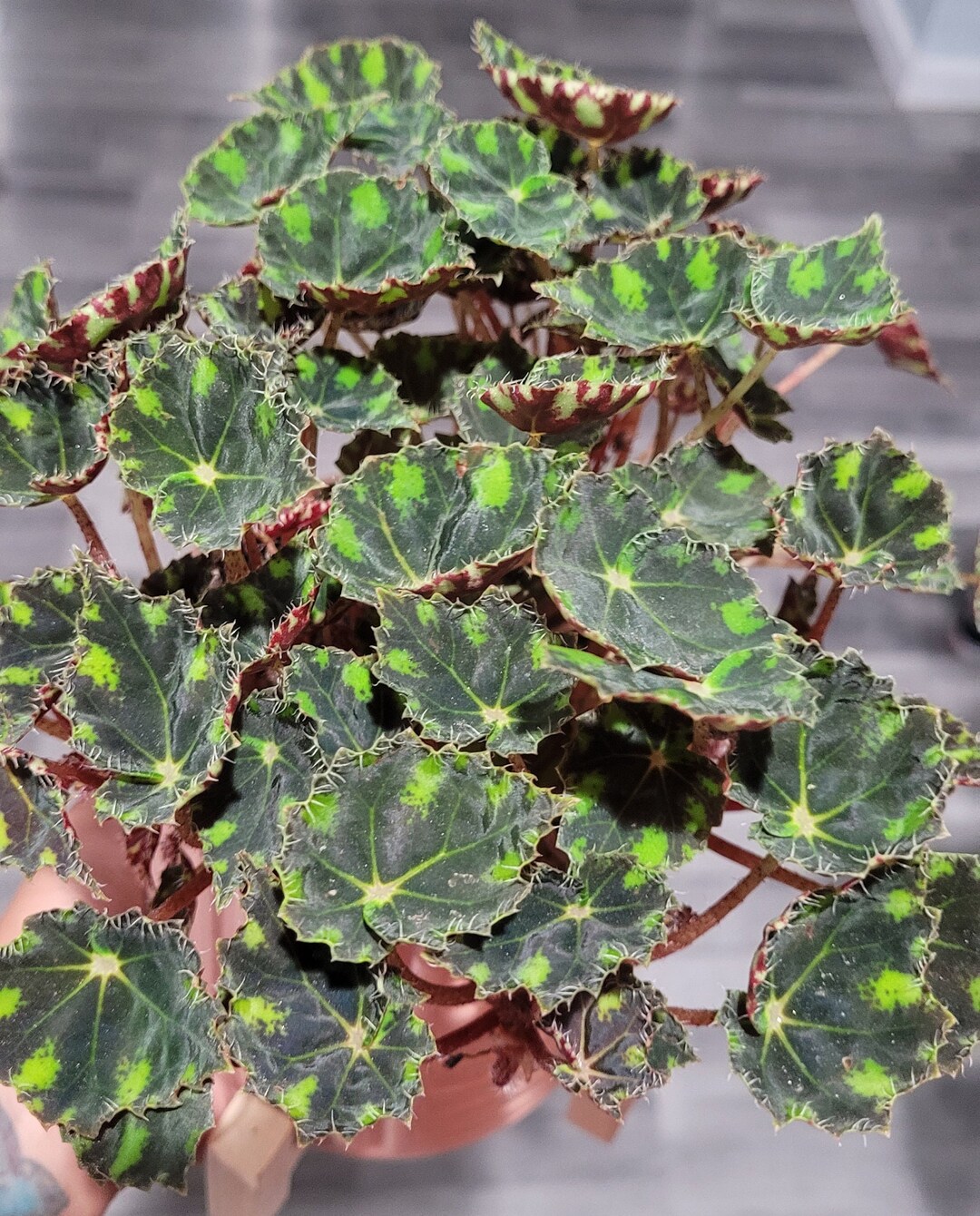 Rhizomatous Begonia 'tiger Kitten' 4 - Etsy