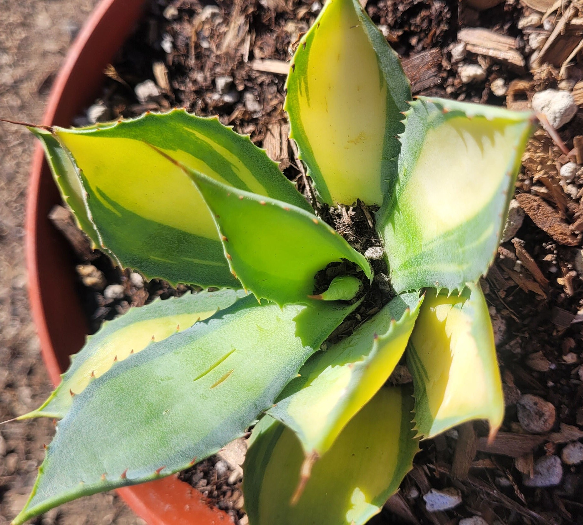 Rare Agave Isthmensis 'rum Runner' - Etsy