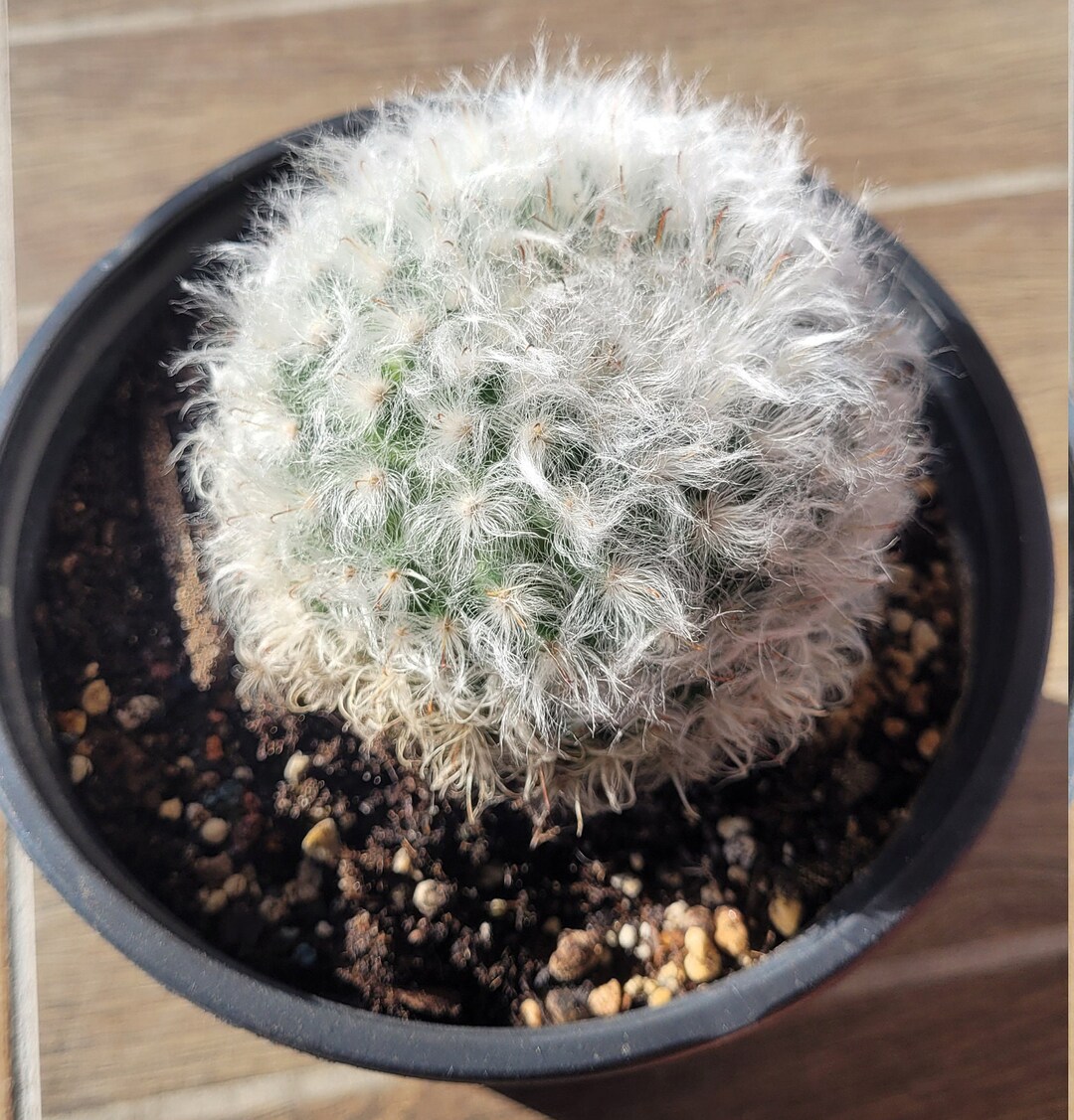 Powder Puff Cactus 2" - Etsy
