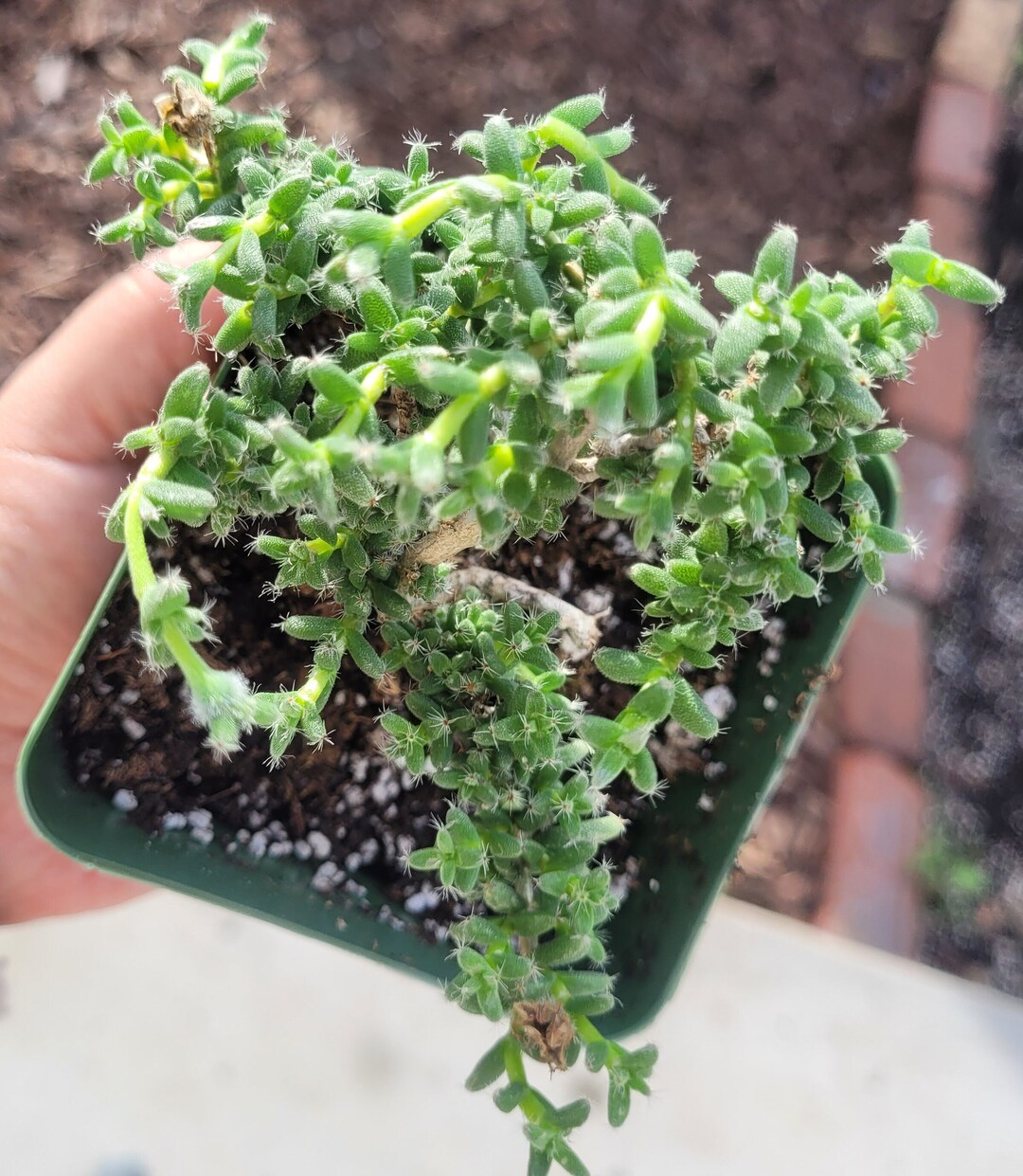 Trichodiadema Bulbosum 'african Bonsai' - Etsy