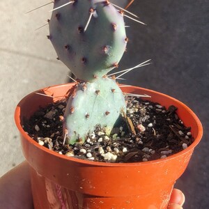 Santa Rita, Baby Rita, Rare Purple Dwarf Cactus, Opuntia Basilaris ...