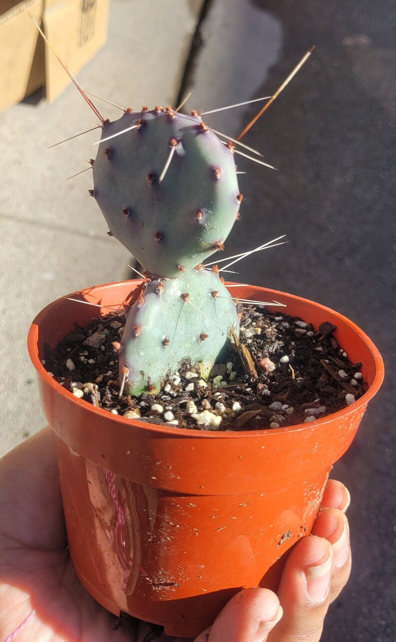 Santa Rita Baby Rita Rare Purple Dwarf Cactus Opuntia - Etsy