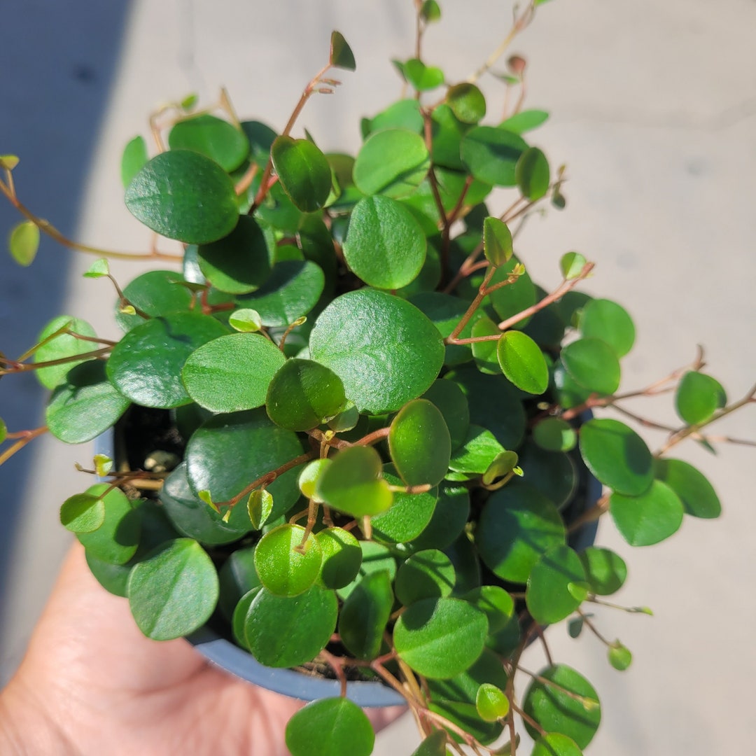 Peperomia Ruby Cascade - Etsy